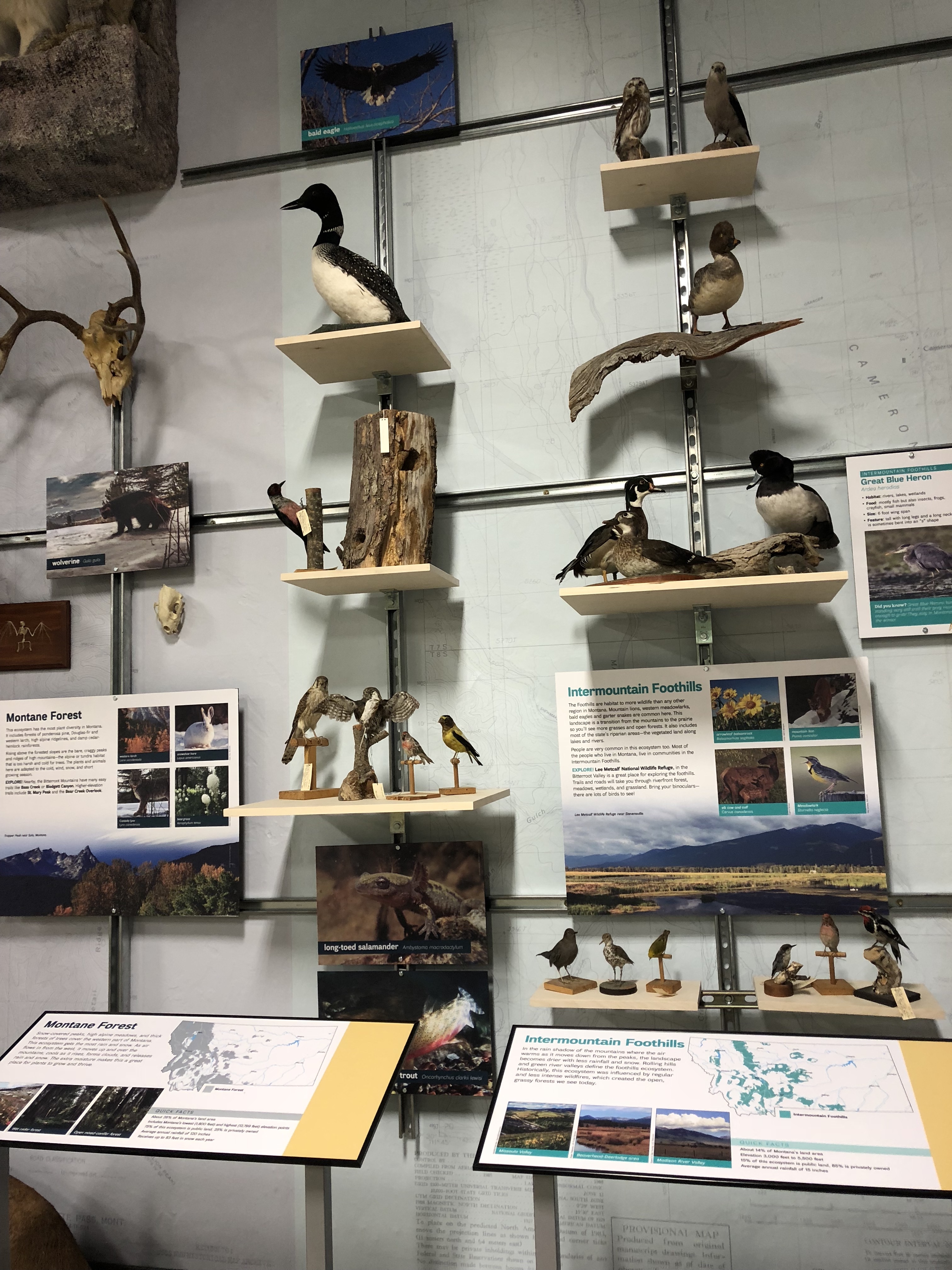 Montana Ecosystem Wall – Field to Frame